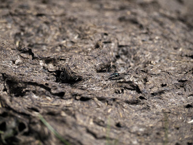 Fly Cow Excrement Grass Detail Stock Photos - Free & Royalty-Free Stock ...