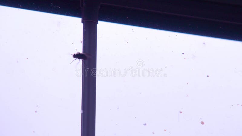 Fly Crawling Inside Window on Insect Screen Stock Footage - Video of ...