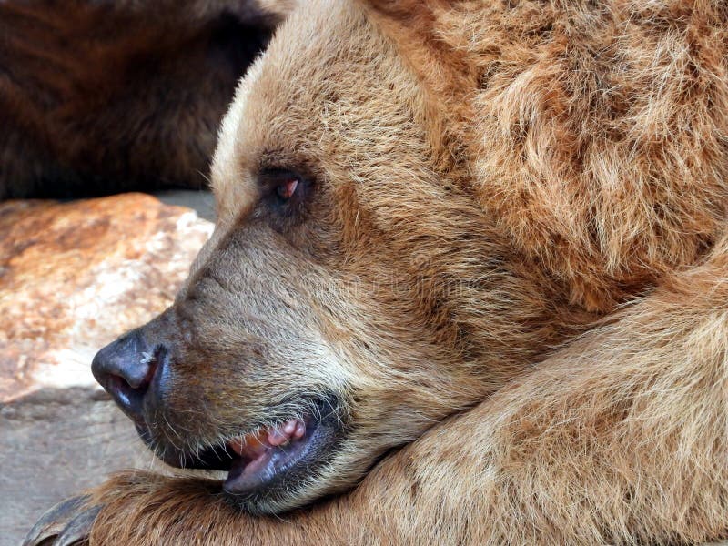 A Fly Crawls Along the Nose of the Bear. Stock Photo - Image of water ...