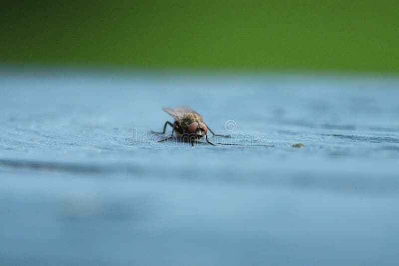 A fly stock image. Image of crawl, fence, flies, bugs - 60355115