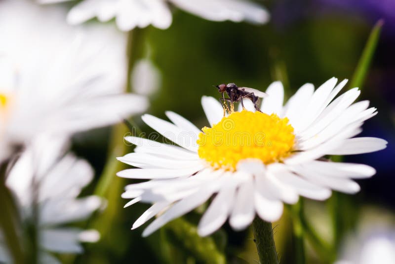 Fly on a daisy stock photo. Image of pollens, composites - 19312136