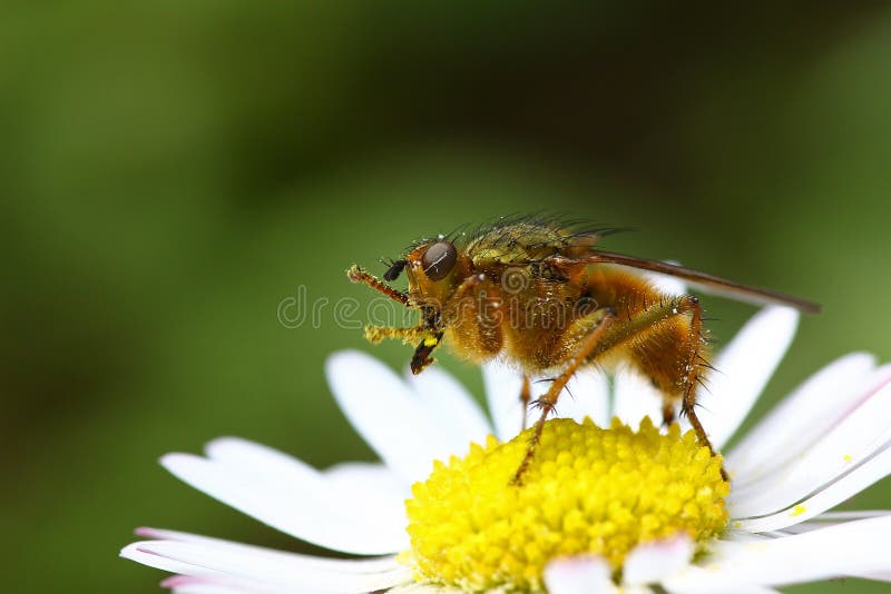 Fly on a daisy stock image. Image of flower, green, background - 69604605