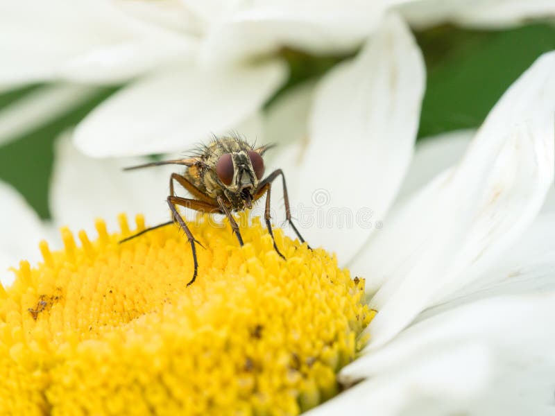 Fly in daisy flower stock image. Image of black, beautiful - 57487333