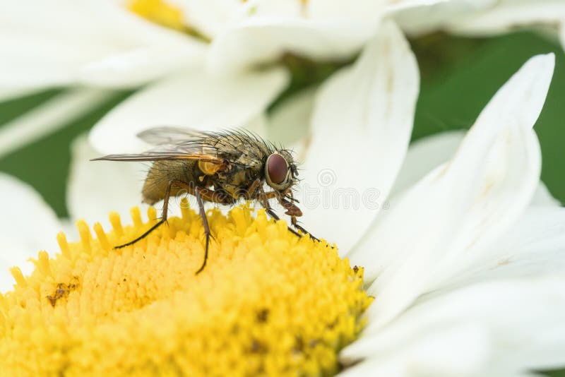 Fly in daisy flower stock image. Image of nectaring, view - 57488613