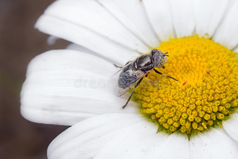 Fly on daisy stock photo. Image of daisy, macro, garden - 72821848