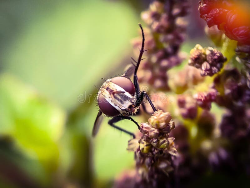 Insentti Stock Photos - Free & Royalty-Free Stock Photos from Dreamstime