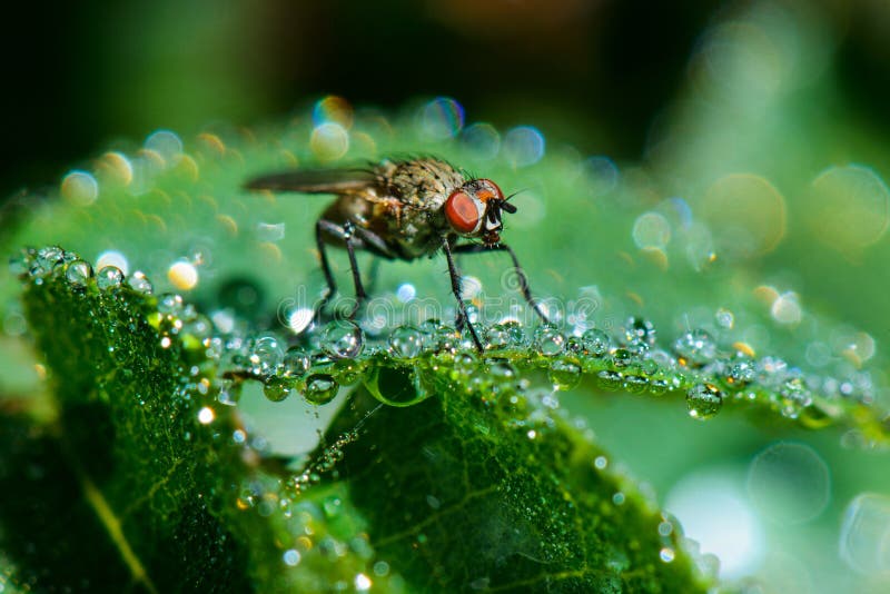 The fly in the dew stock photo. Image of flower, animal - 51494072
