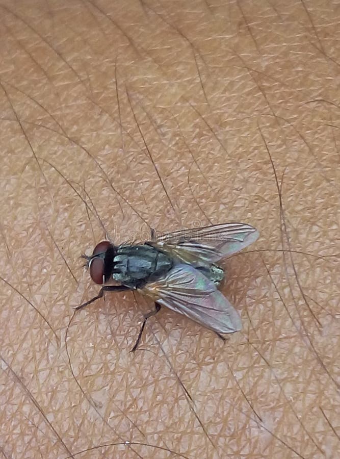Fly stock image. Image of nature, human, love - 79239809