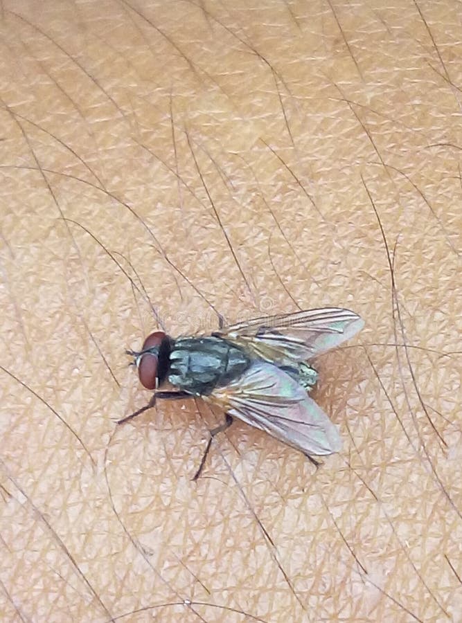 Fly stock photo. Image of pest, wildlife, insect, invertebrate - 79239872