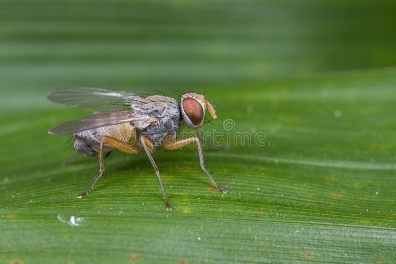 A fly, diptera stock image. Image of outdoor, wing, grey - 13225899