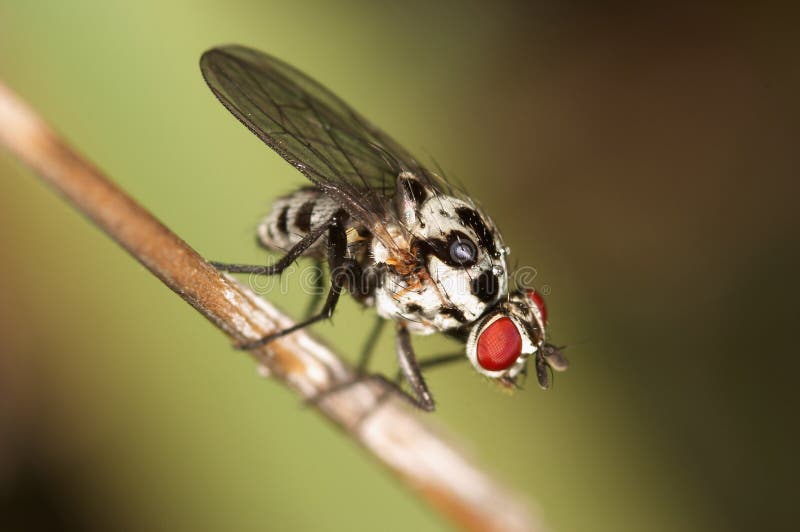 Fly - dipterous stock image. Image of wildlife, anthomyia - 204203579