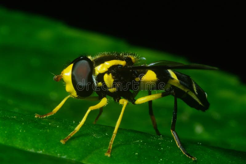 Fly disguised as a wasp stock photo. Image of arthropod - 18578228