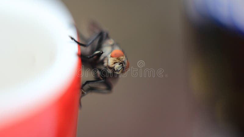 Fly Distracting Coffee Drinking Stock Photo - Image of eyes, life: 95613390