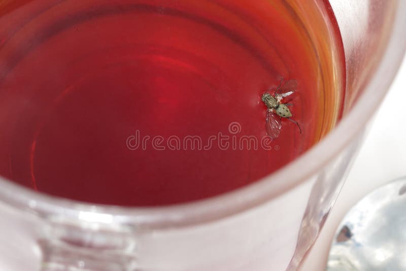 Fly in drink stock image. Image of drown, fall, unhygienic - 40055391