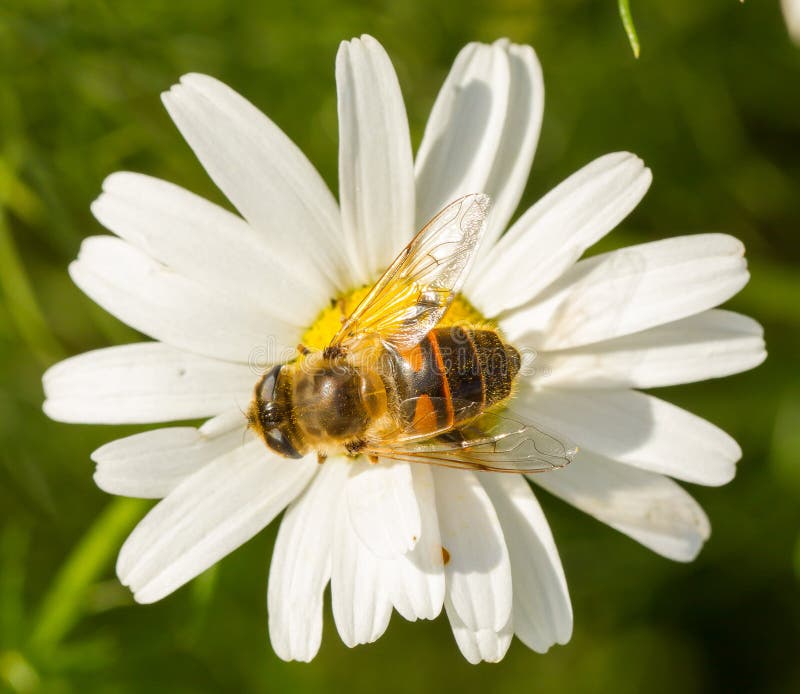 Fly Drinking Nectar on a Wild White Flower Stock Photo - Image of ...
