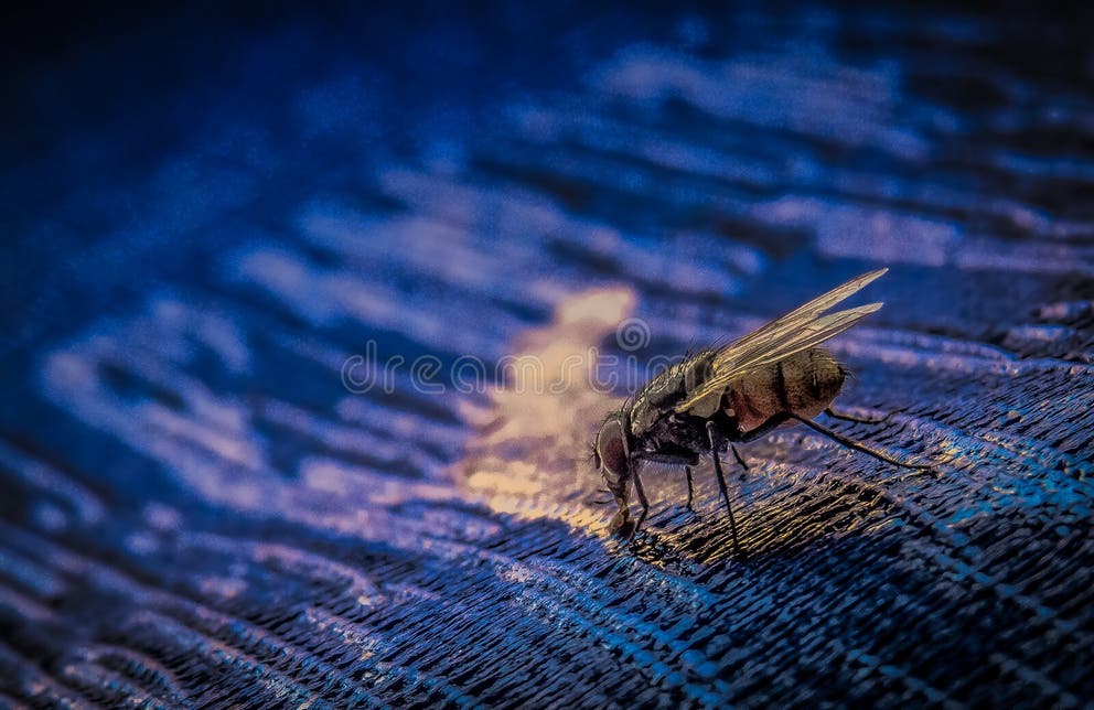 Fly drinking water stock image. Image of wasp, cloth - 71602083