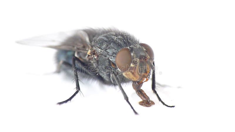 Fly drinking water stock footage. Video of fear, blow - 34691034