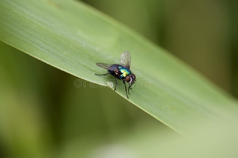 Fly stock photo. Image of water, garden, small, drop - 41648772