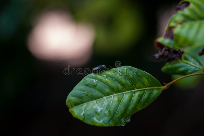 Fly drinking water stock photo. Image of green, water - 54940312