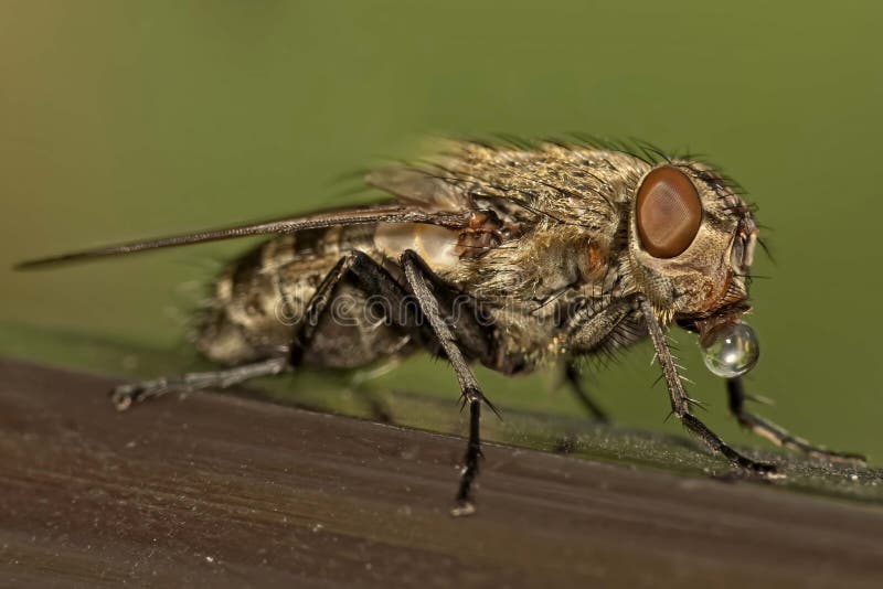 Fly close up stock image. Image of retina, insect, vision - 16423631