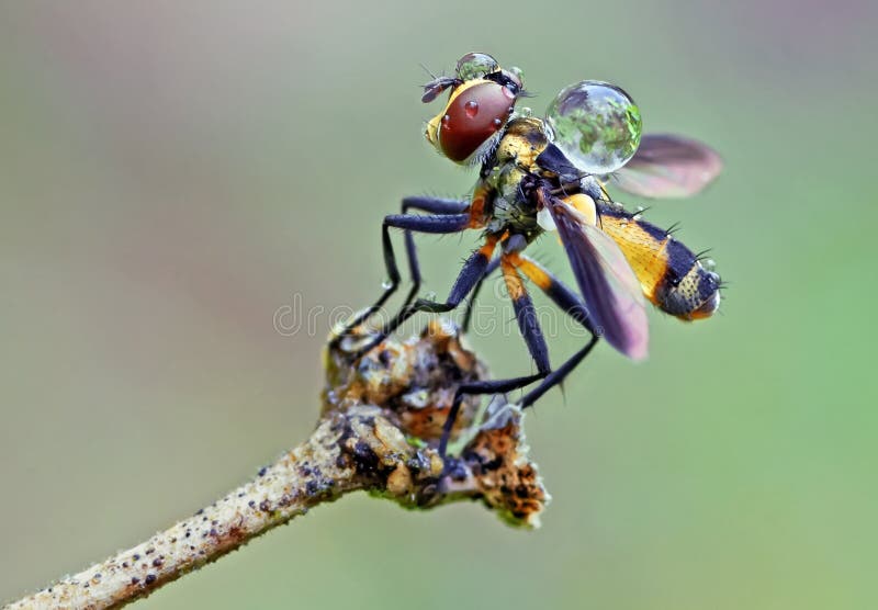 Fly with drops of water stock image. Image of insect - 54923663