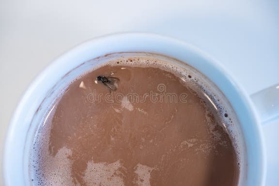 Fly Drowning in a Cup of Hot Chocolate.. Stock Image - Image of wooden ...