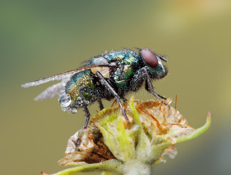 Fly on the ear stock image. Image of majus, housefly - 51898299