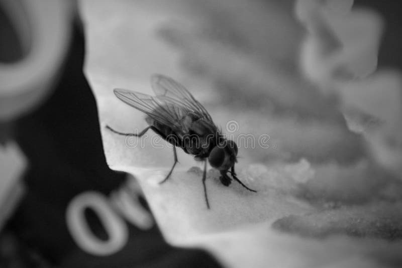 Fly Eating Picture. Image: 612080