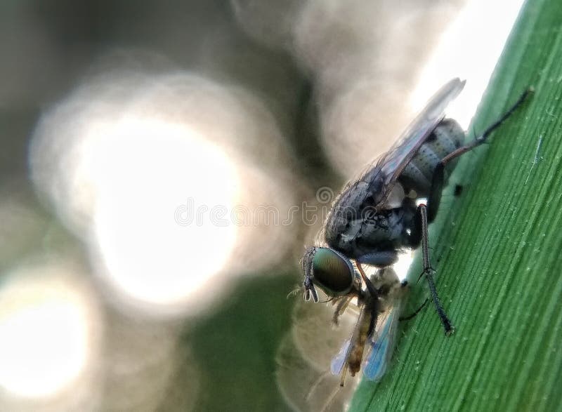 A Fly is Eating Another One Stock Photo - Image of pest, beetle: 179854776