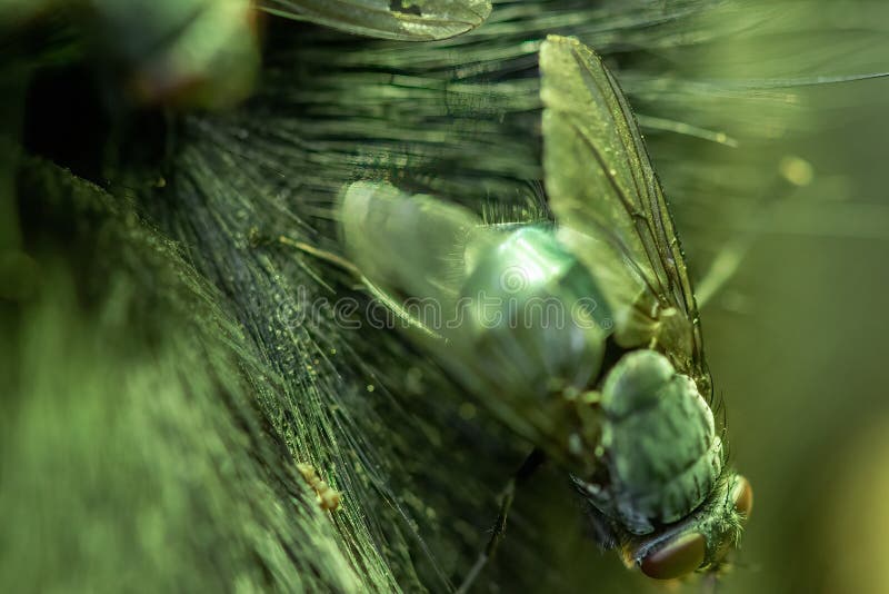 Fly Eating a Decayed Animal Body. Stock Image - Image of natural ...