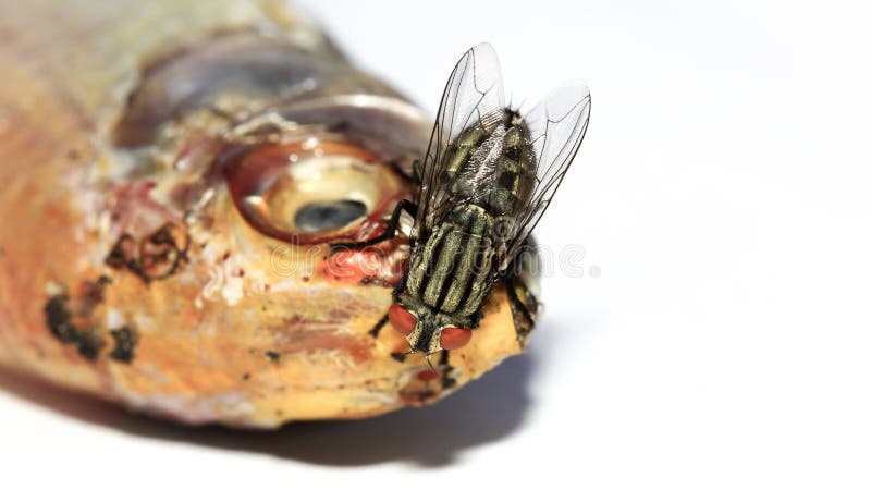 Fly eating dried fish. stock photo. Image of background - 89533560