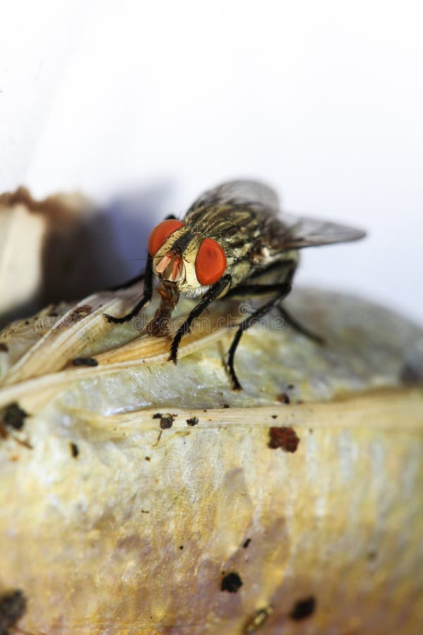 Fly eating dried fish. stock image. Image of legs, nature - 89533605