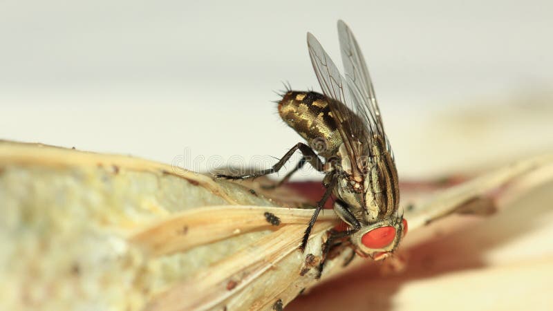 Fly eating dried fish. stock photo. Image of golden, legs - 89533634