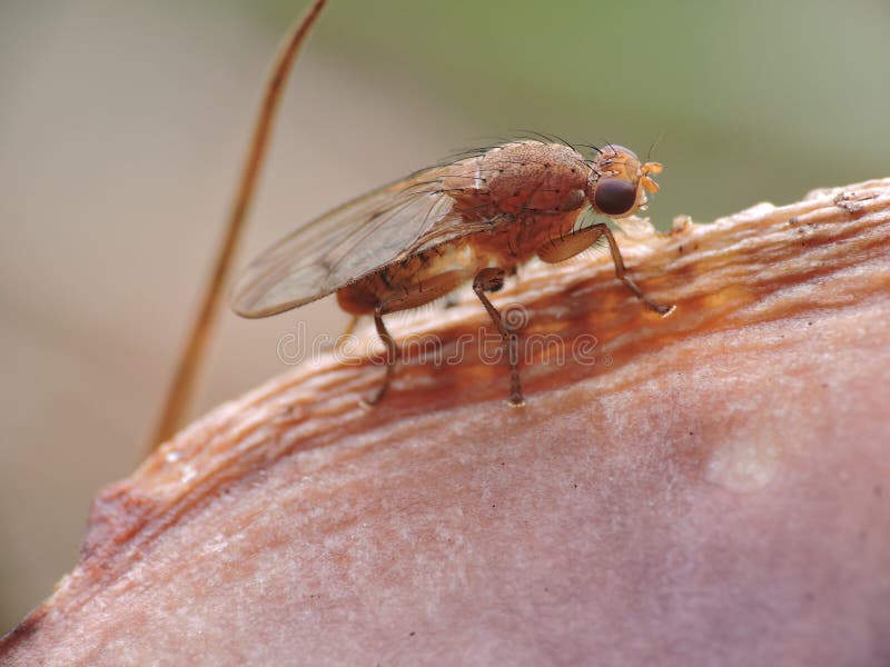 Fly Eating on the Edge of a Mushroom Stock Photo - Image of insect ...