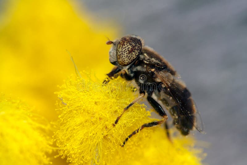Fly eating stock image. Image of closeup, invertebrate - 67336011