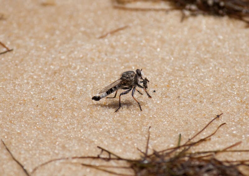 Fly Eating Fly stock photo. Image of outdoors, natural - 50028632