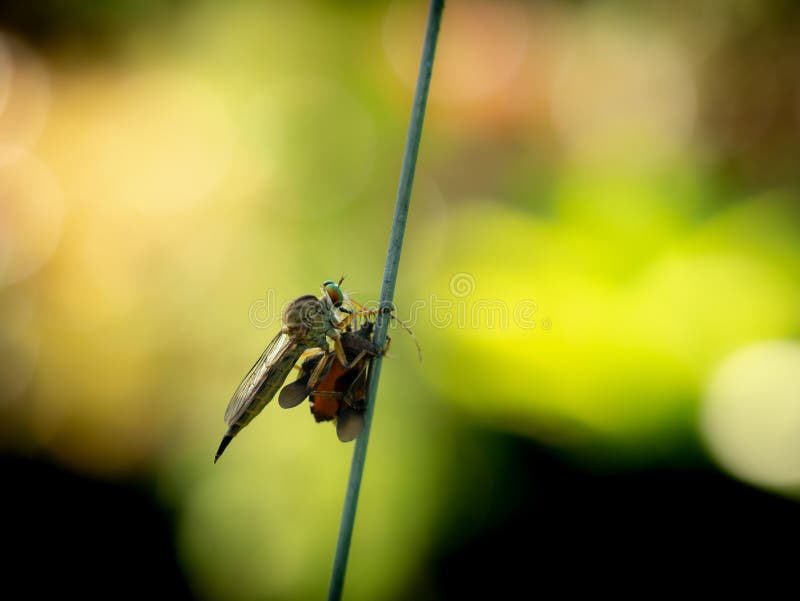 The Fly Eating Insect stock image. Image of domestic - 258260615