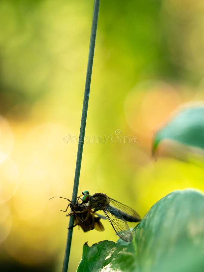The Fly Eating Insect stock image. Image of cute, beautiful - 258260631