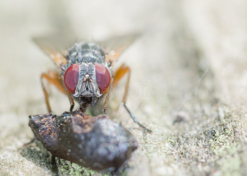 Fly Eating. stock image. Image of wing, housefly, macro - 31436685