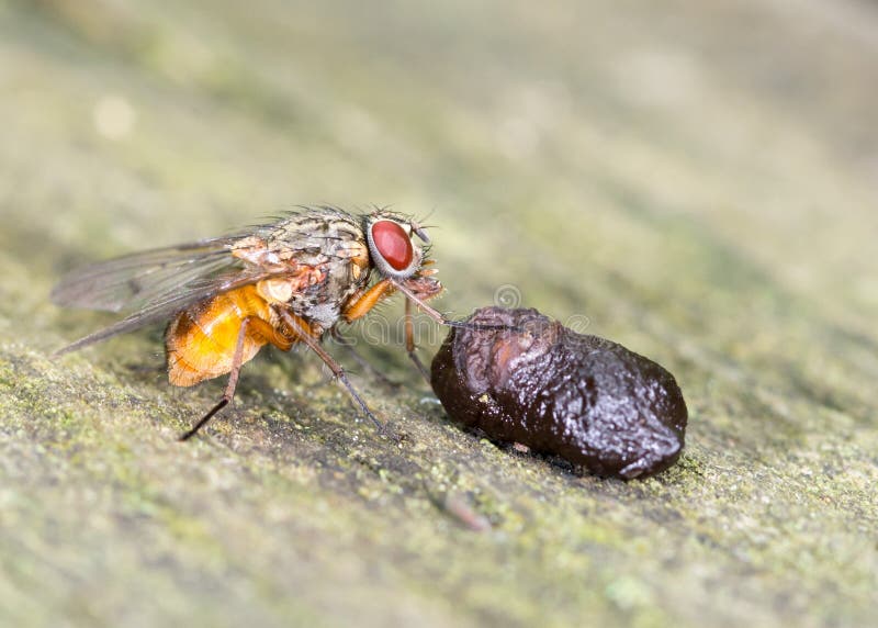 Fly Eating stock image. Image of pest, detail, summer - 55632927