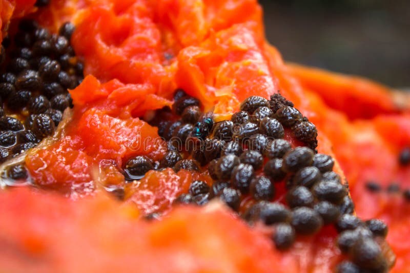 A fly eating papaya fruit stock photo. Image of flower - 241576414