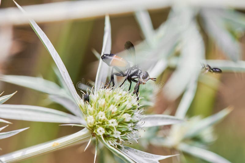 Fly Eating from Wild Spiky Flower Stock Image - Image of leaf, floral ...