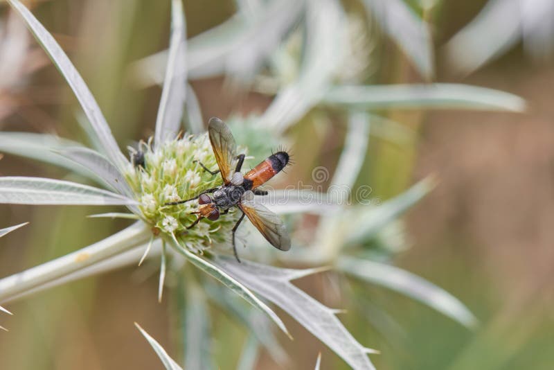 Fly Eating from Wild Spiky Flower Stock Image - Image of leaf, colour ...