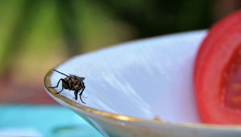 The Fly Eats the Leftovers from the Plate Stock Image - Image of food ...
