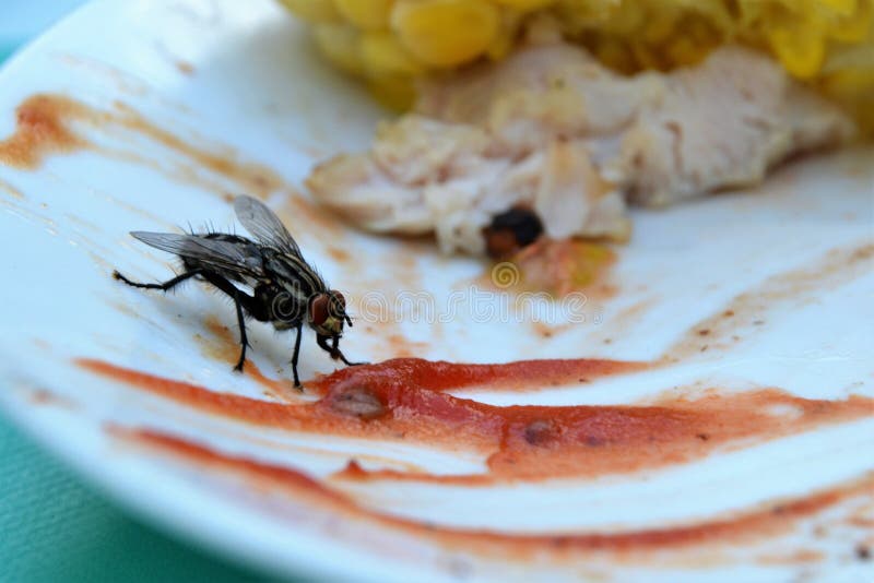The Fly Eats the Leftovers from the Plate Stock Image - Image of ...