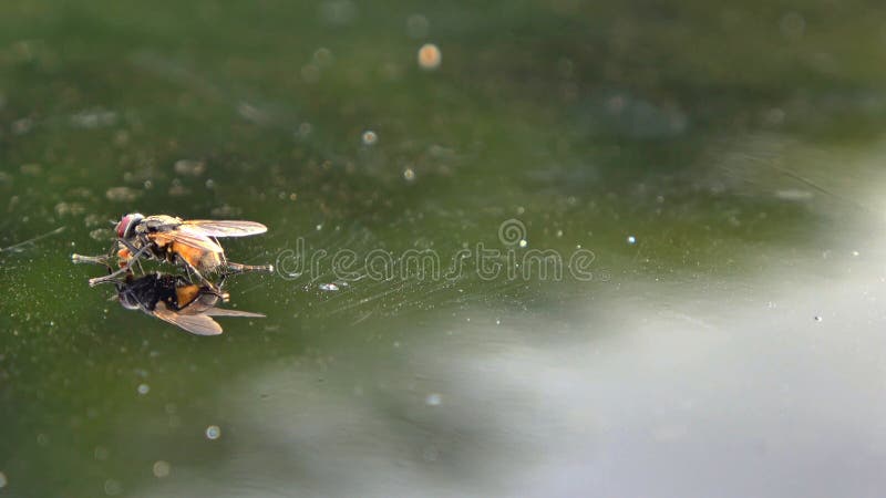 A Fly Eats Small Lumps of Sugar on a Reflective Metal Surface Stock ...