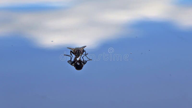 A Fly Eats Small Lumps of Sugar on a Reflective Metal Surface Stock ...