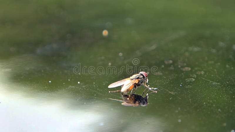 A Fly Eats Small Lumps of Sugar on a Reflective Metal Surface Stock ...