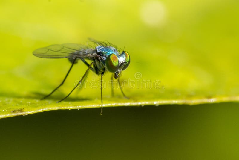 Fly on the edge stock photo. Image of eyes, green, hibiscus - 107152196