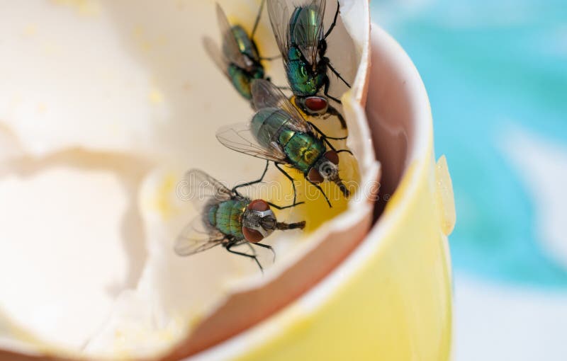 Fly egg stock image. Image of closeup, bristle, nature - 11890069